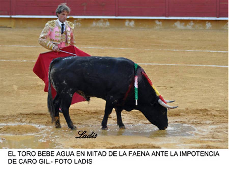 toro bebe agua