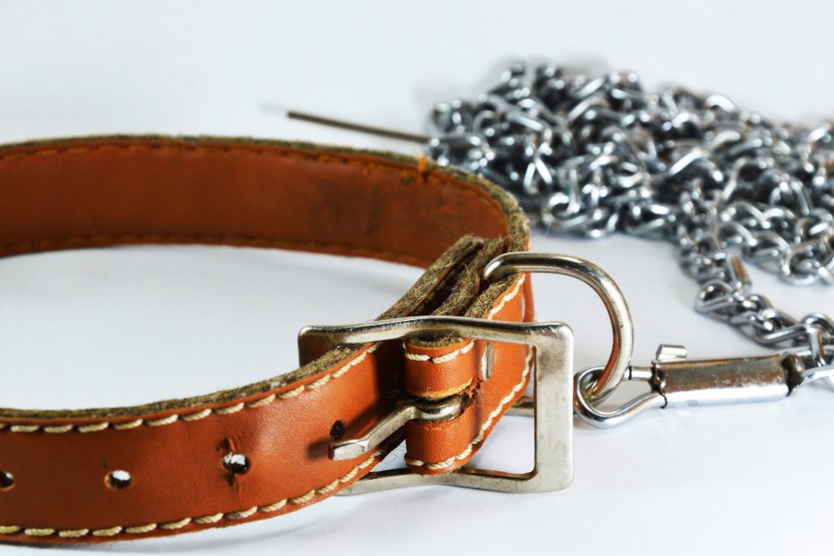 Informe veterinario sobre los perros encadenados